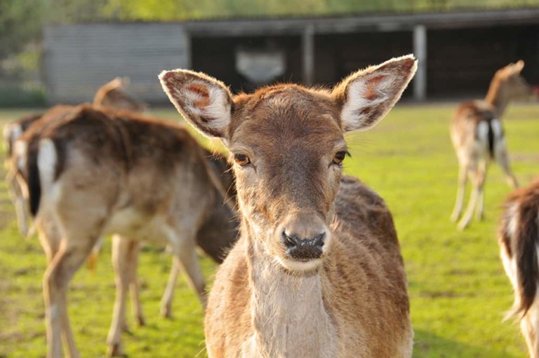 Wild- und Freizeitpark Ostrittrum - Reiseziele Deutschland