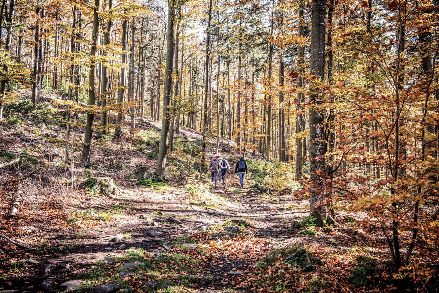 Wandern, Wellness & ganz viel Wald: „Bayerisch Kanada“ - Das ...