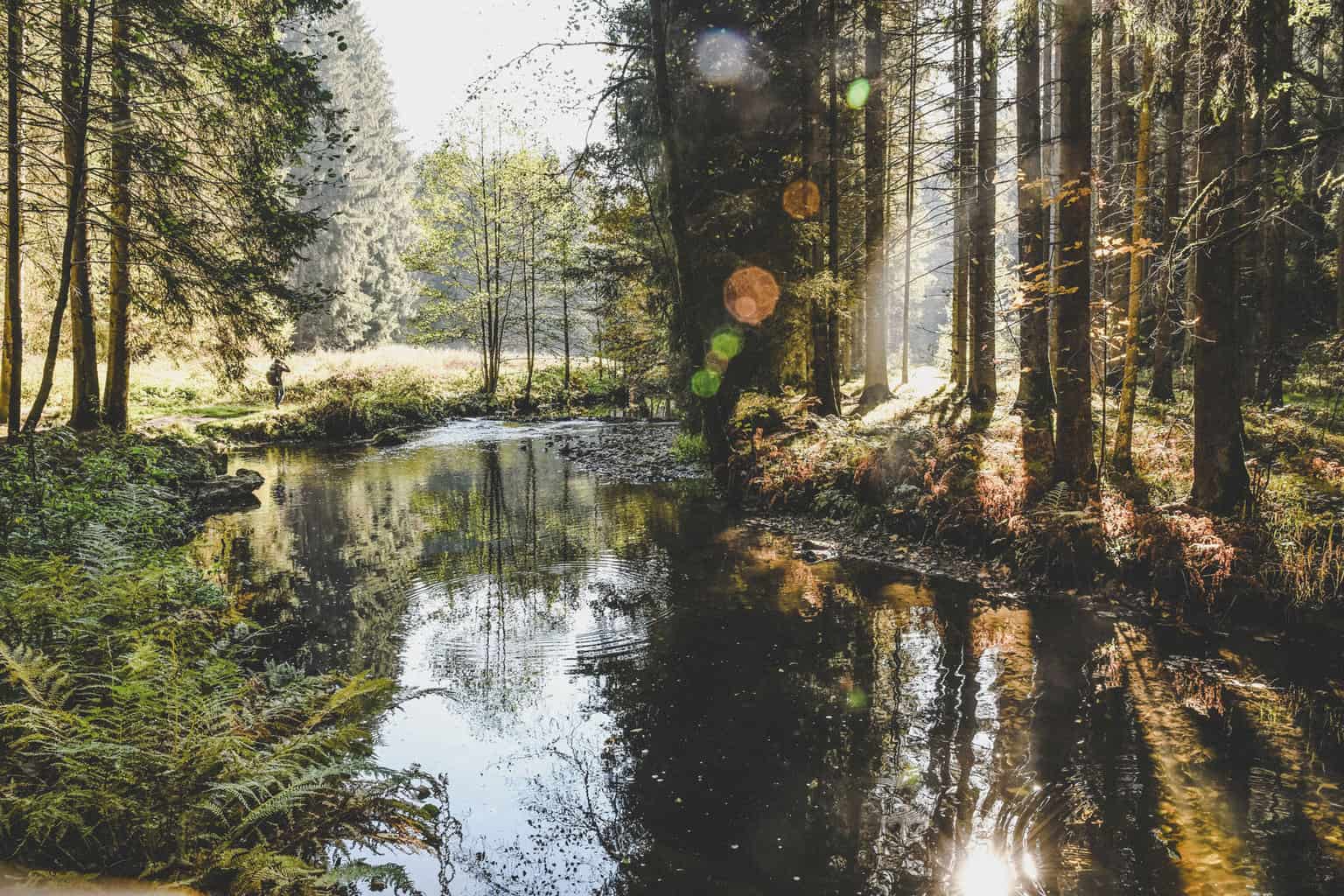 Wandern, Wellness & ganz viel Wald: „Bayerisch Kanada“ - Das ...